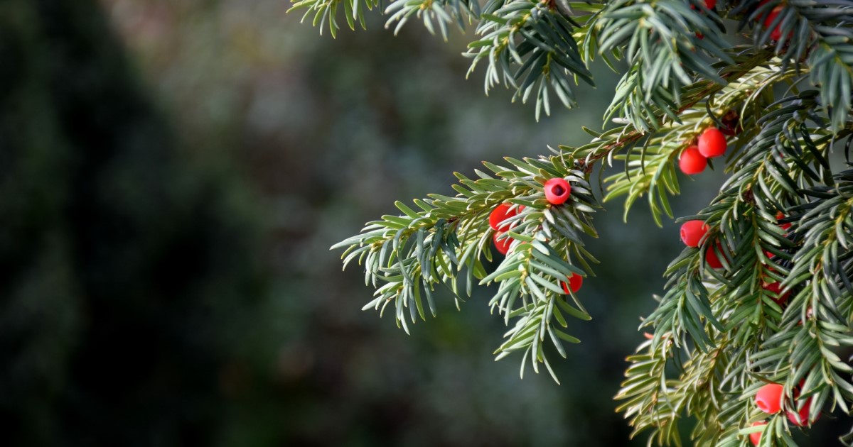 Rust + Elm + JSX + WebAssembly = Yew | foo-x